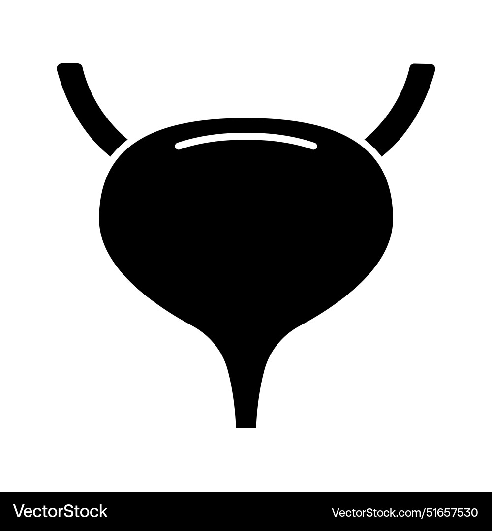 Bladder human organ biology icon Royalty Free Vector Image