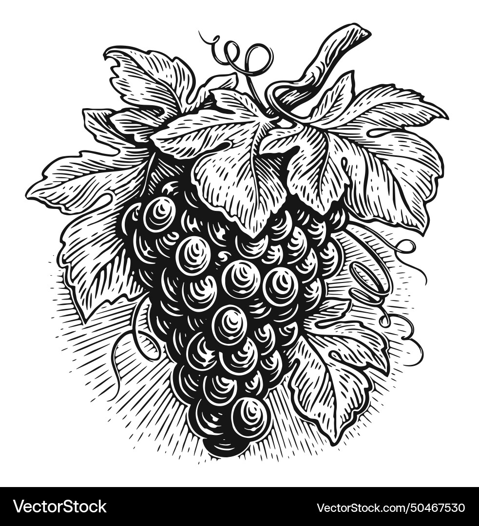 Grapevine branch with berries grapes leaves Vector Image