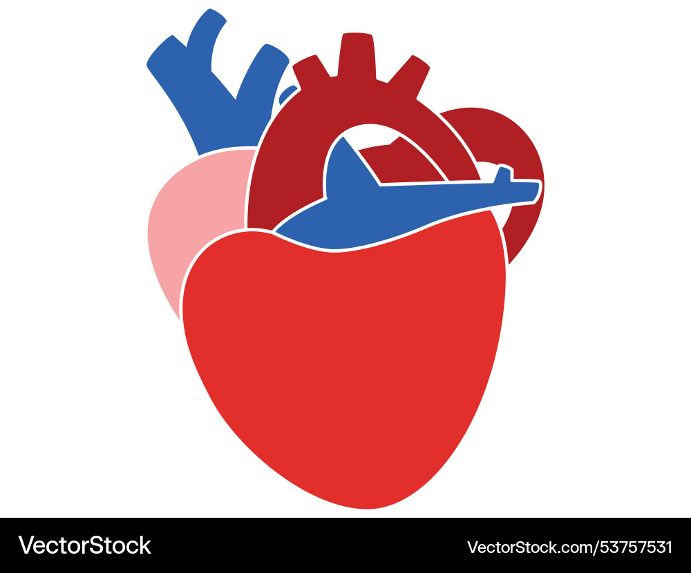 Heart cardiac human organ colored version anatomy Vector Image