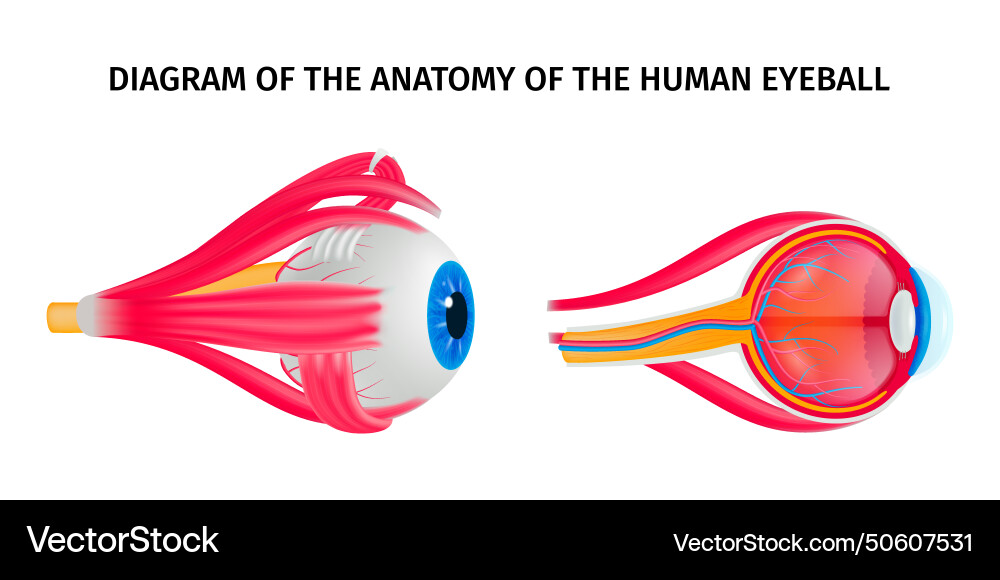 Human eye anatomy diagram Royalty Free Vector Image