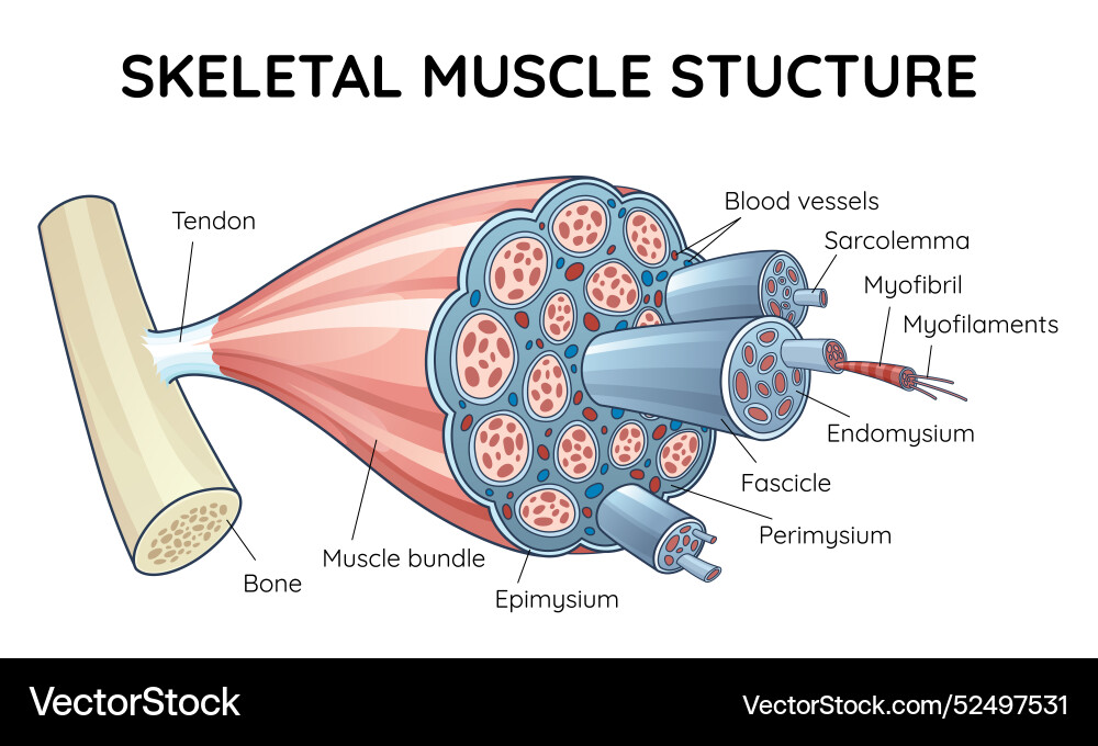 Skeletal Muscle Anatomy Diagram – Royalty-Free Vector | VectorStock