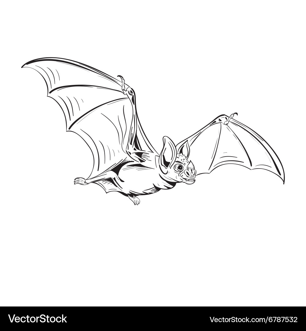 Bat Royalty Free Vector Image - VectorStock