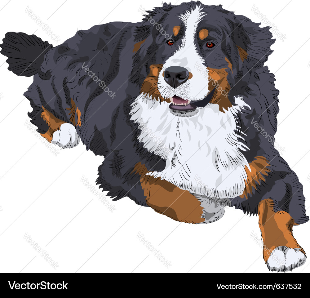 Dog breed Royalty Free Vector Image - VectorStock