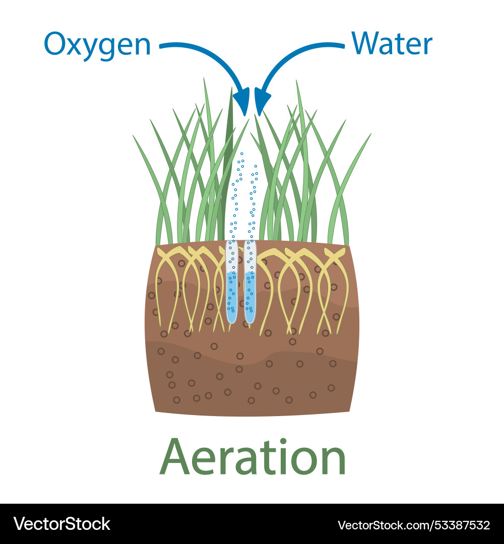 Lawn aeration stage Royalty Free Vector Image - VectorStock
