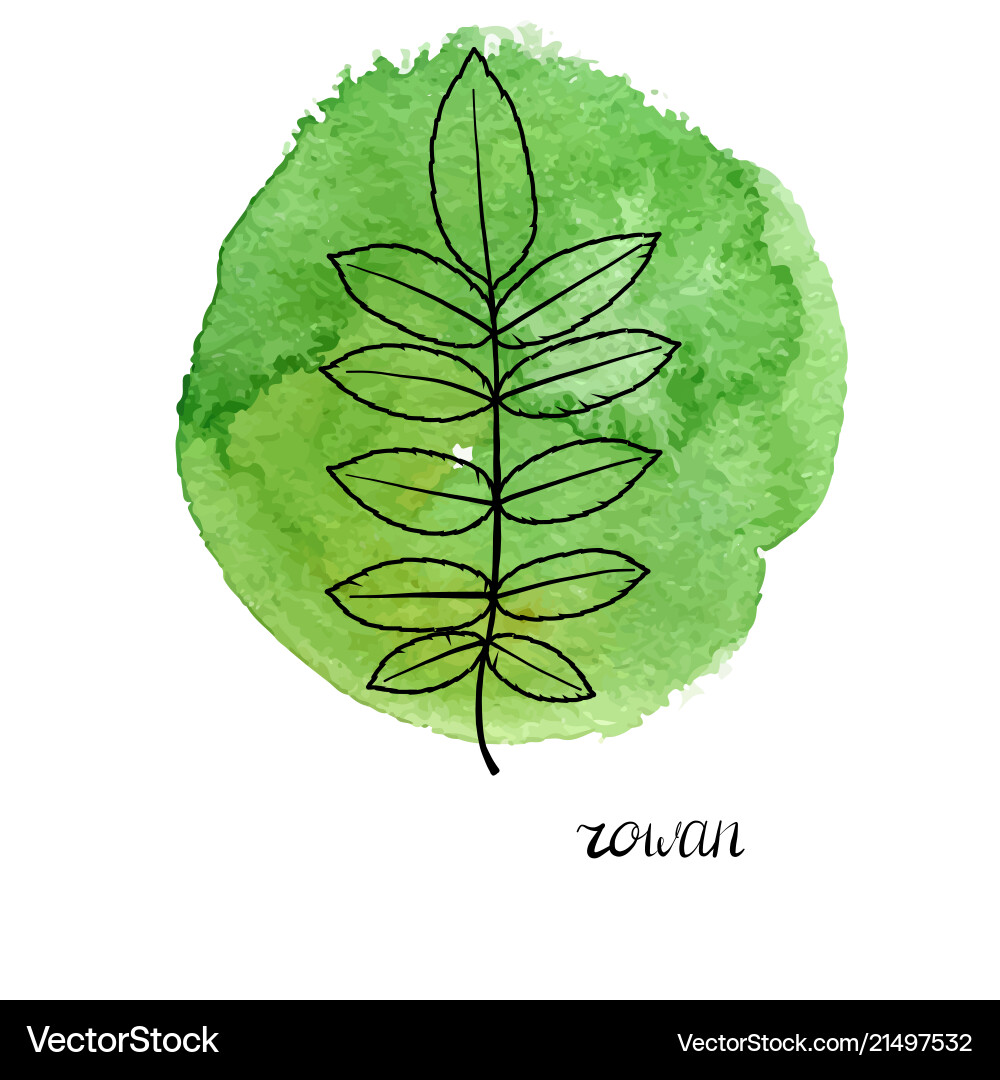 Leaf of rowan tree Royalty Free Vector Image - VectorStock