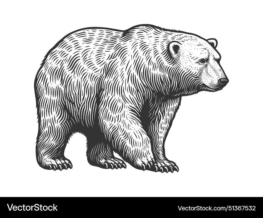 Polar Bear Vector Images (over 21,000)