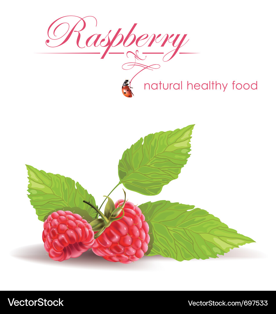 Raspberry Royalty Free Vector Image - VectorStock