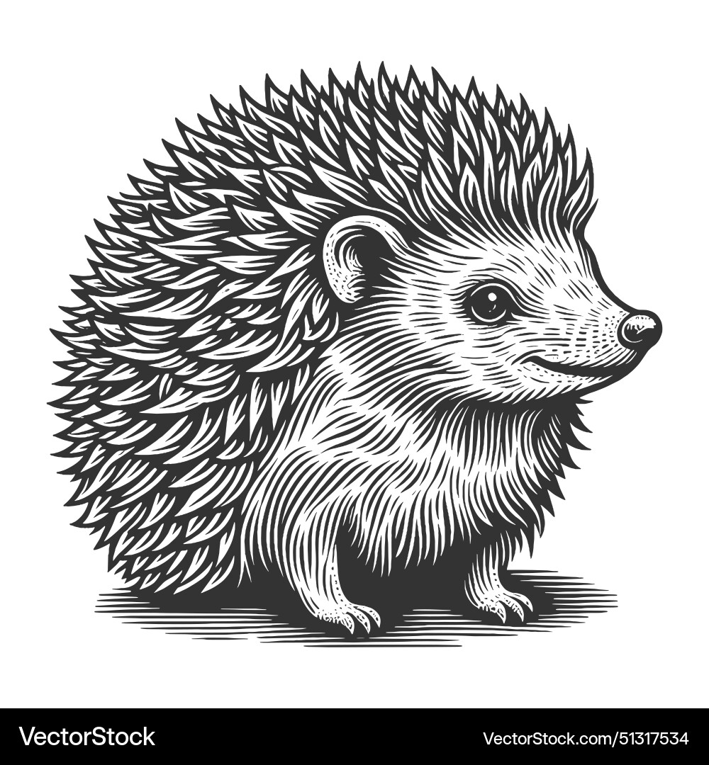 Hedgehog engraving sketch Royalty Free Vector Image