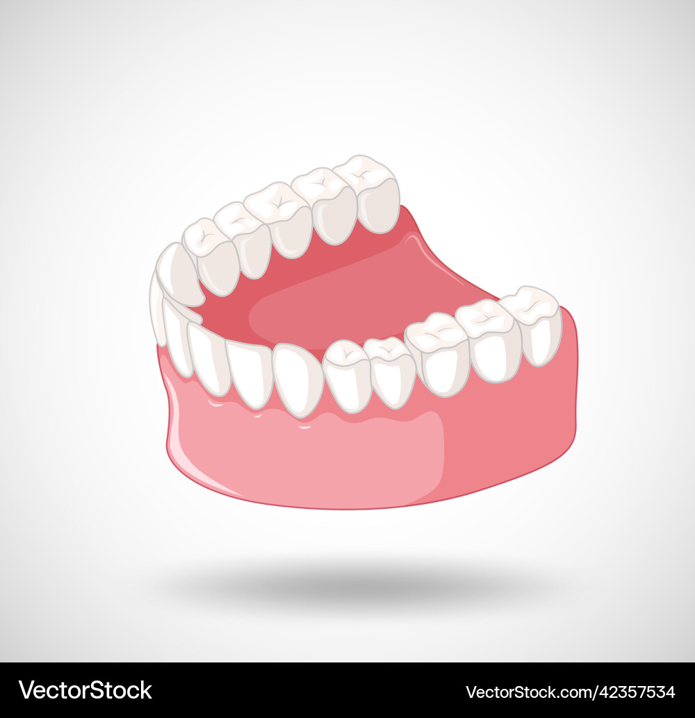 Human jaw with teeth Royalty Free Vector Image