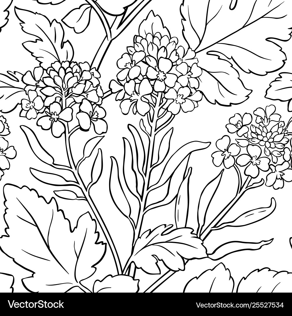Mustard plant pattern on white background Vector Image