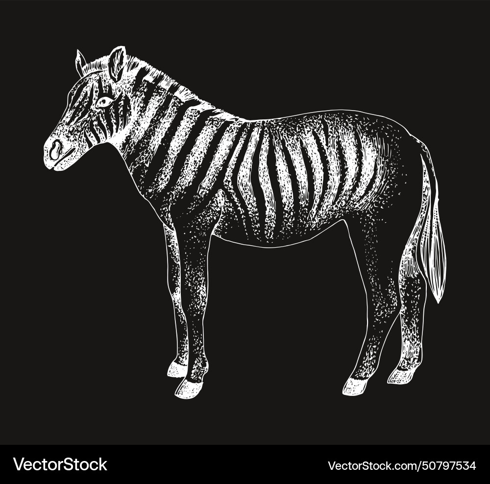 Quagga extinct animal sketch Royalty Free Vector Image