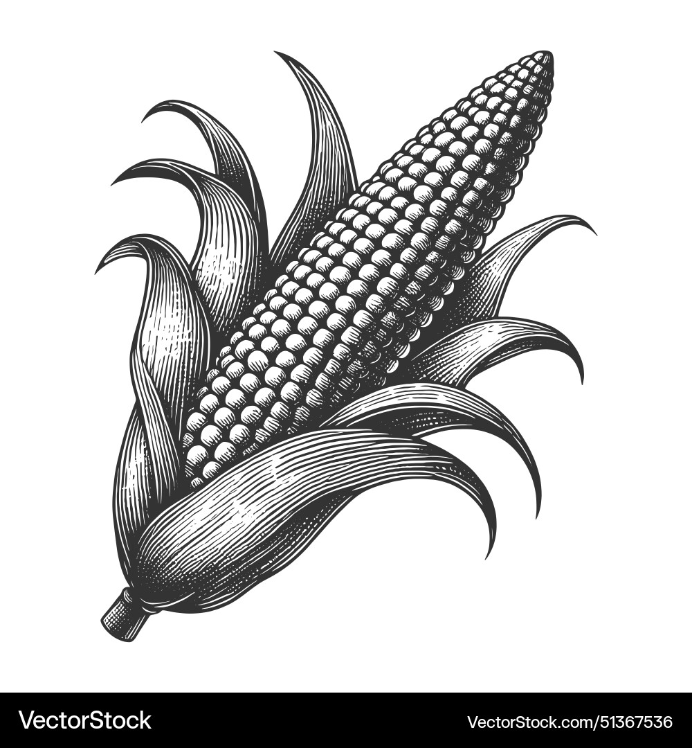 Engraved corn cob Royalty Free Vector Image - VectorStock
