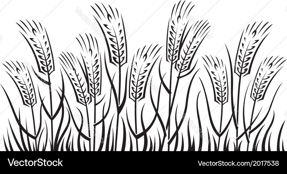 Field of wheat Royalty Free Vector Image - VectorStock
