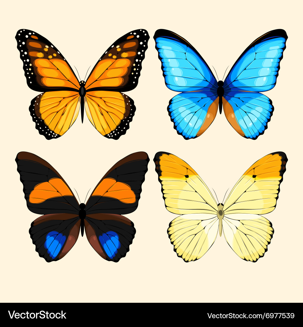 Colorful Butterfly Collection Royalty Free Vector Image