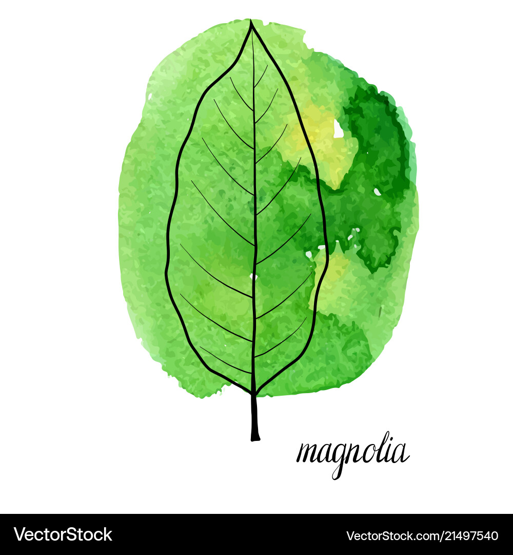 Leaf of magnolia tree Royalty Free Vector Image