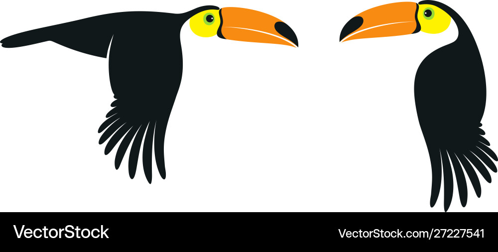 Flying toucan Royalty Free Vector Image - VectorStock