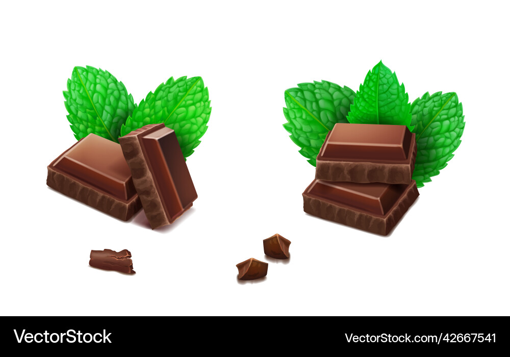 Mint leaves and chocolate pieces Royalty Free Vector Image