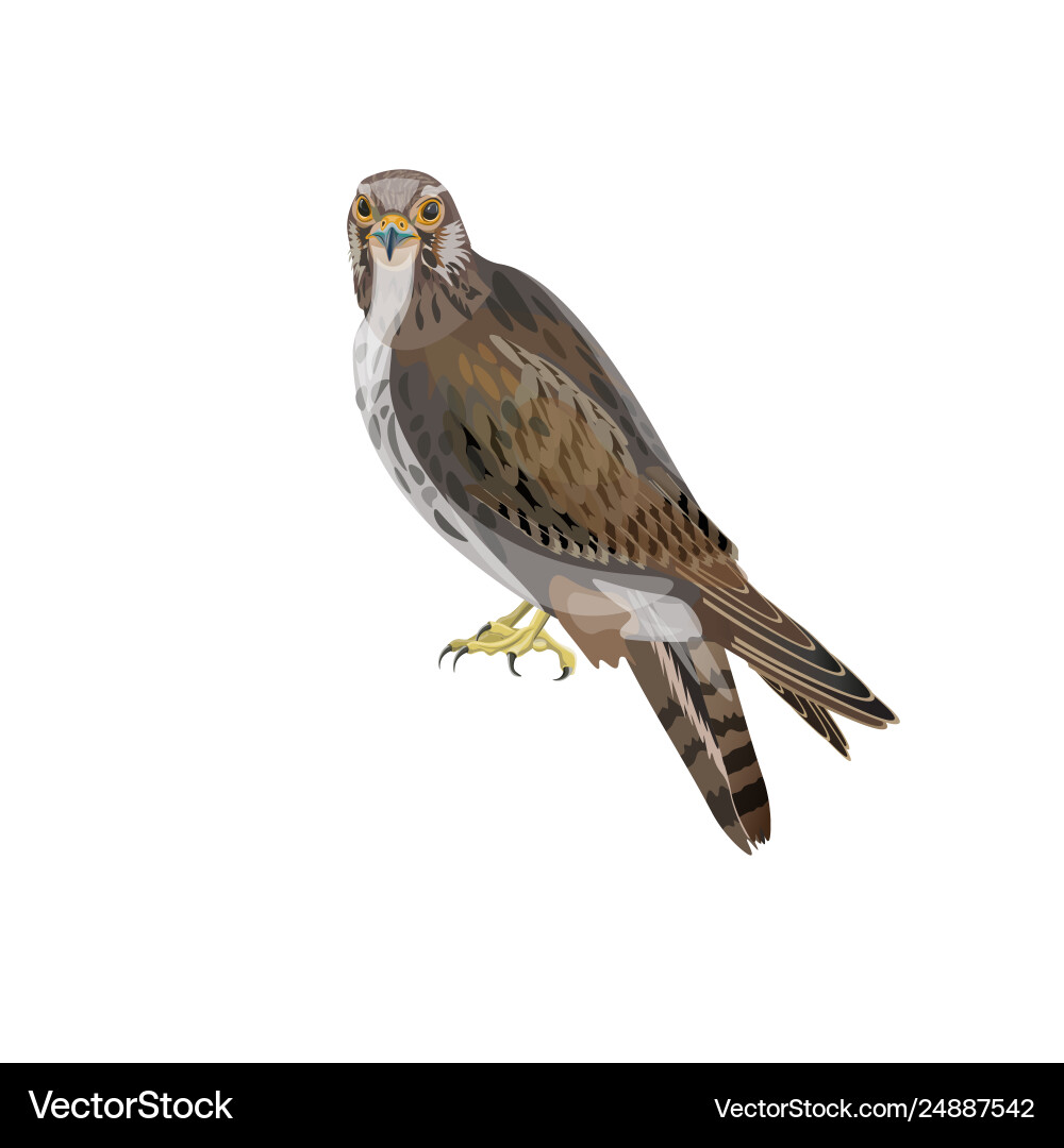 Falcon Royalty Free Vector Image - VectorStock