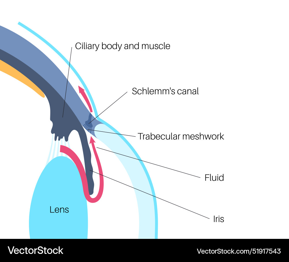 Fluids in the eye Royalty Free Vector Image - VectorStock