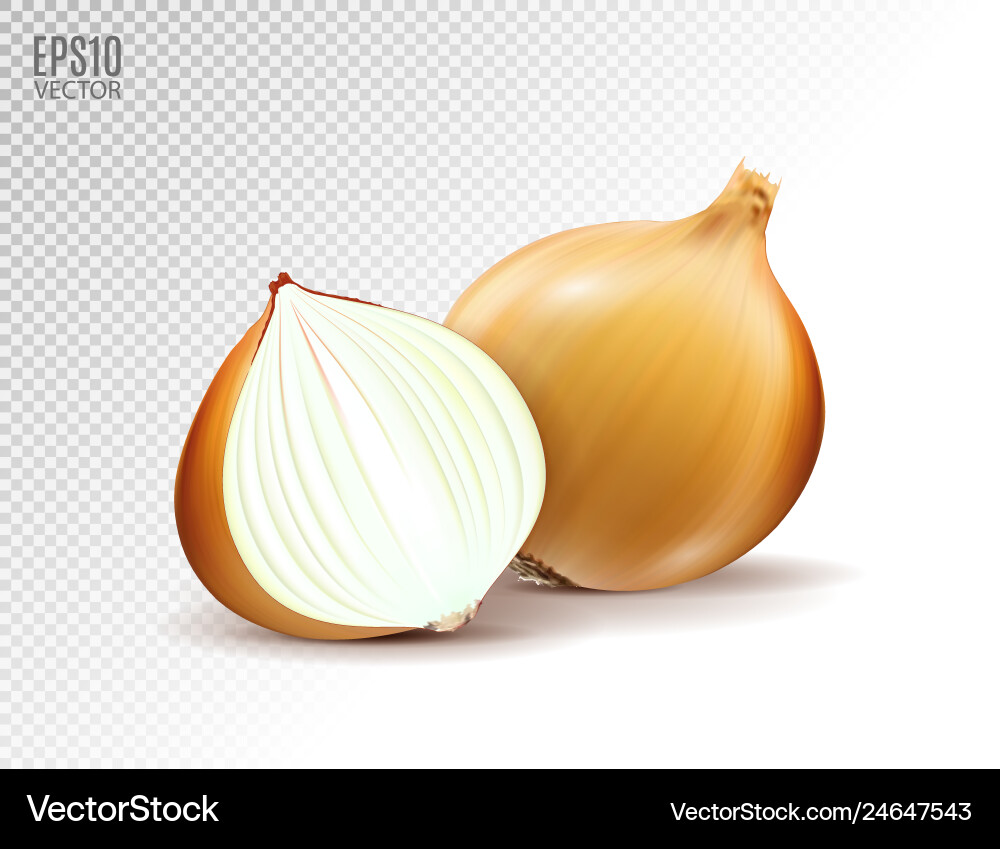 Fresh onion with half on a transparent Royalty Free Vector