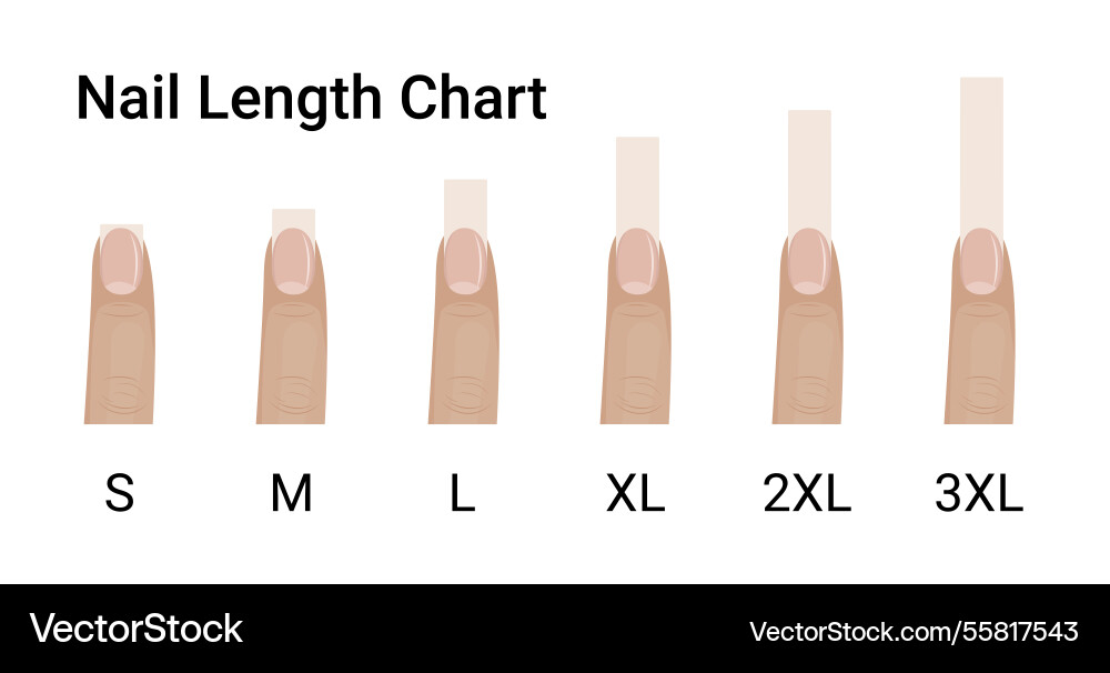 Short middle and long nails length Royalty Free Vector Image