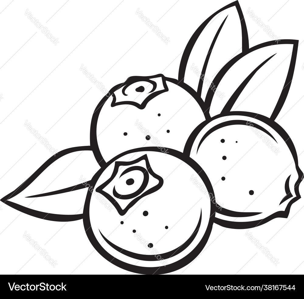 Blueberry fruit berry outline icon Royalty Free Vector Image
