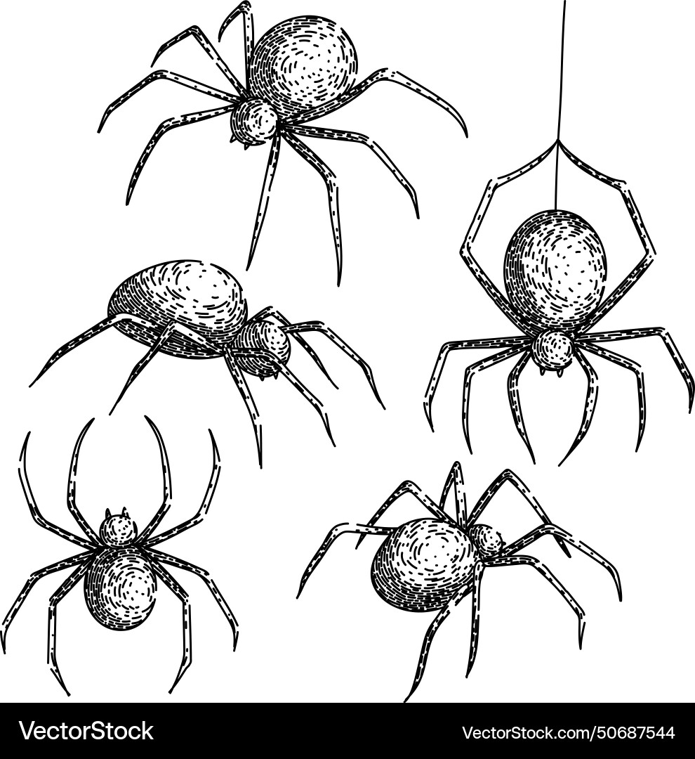 Spider set sketch hand drawn Royalty Free Vector Image