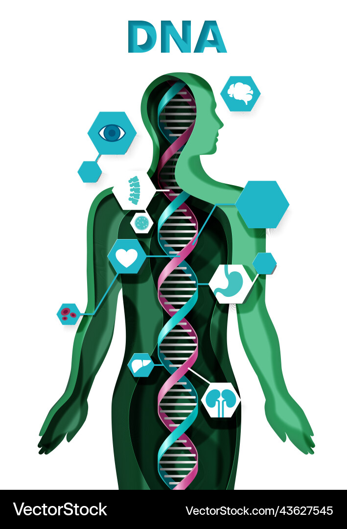 Human body and dna paper cut Royalty Free Vector Image