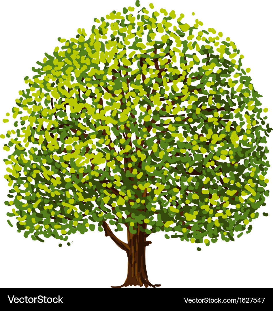 Tree drawing Royalty Free Vector Image - VectorStock