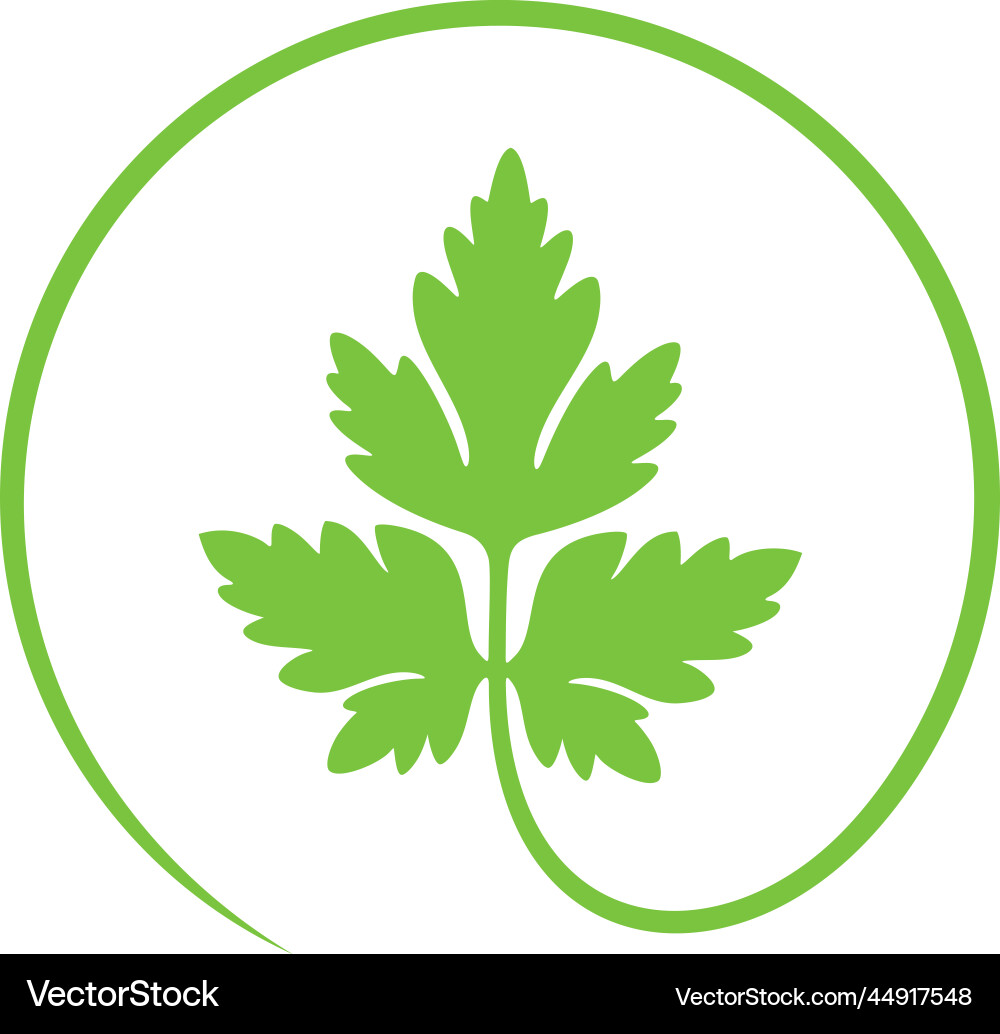 Parsley Royalty Free Vector Image - VectorStock