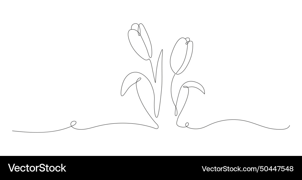 Two tulips in continuous line art Royalty Free Vector Image
