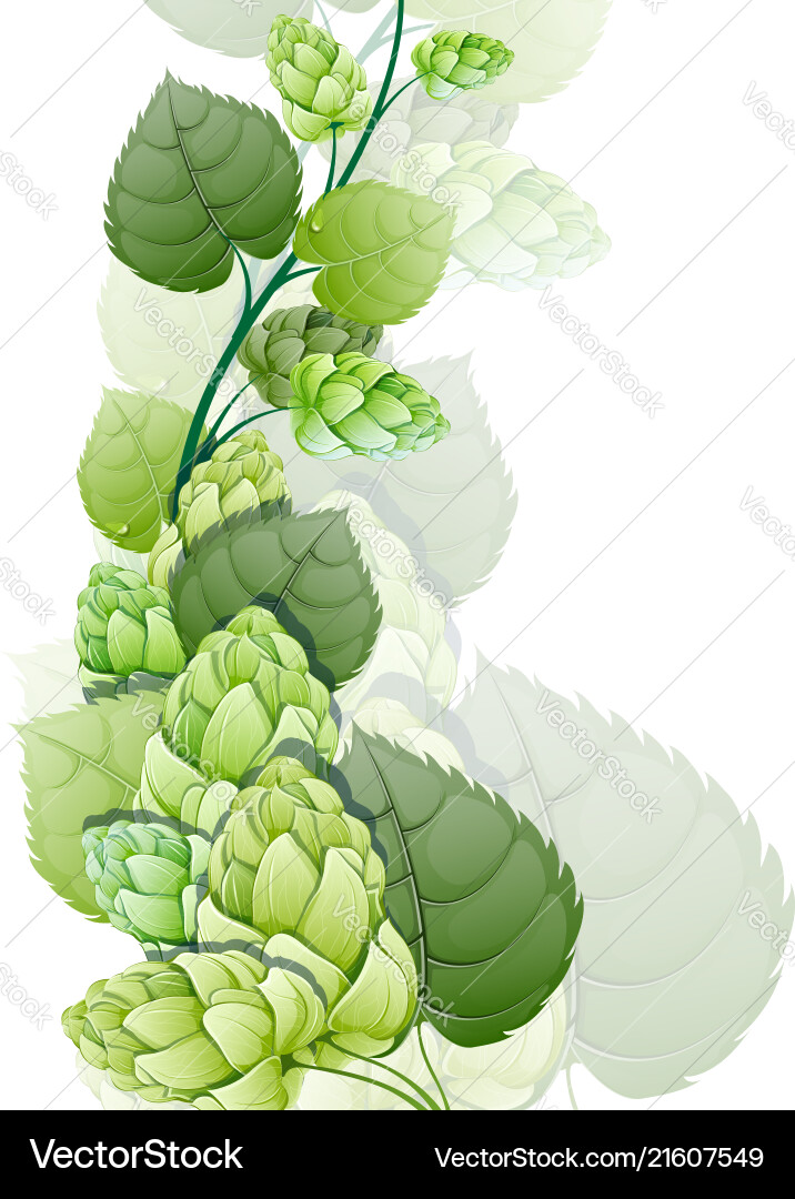 Branch of hops Royalty Free Vector Image - VectorStock