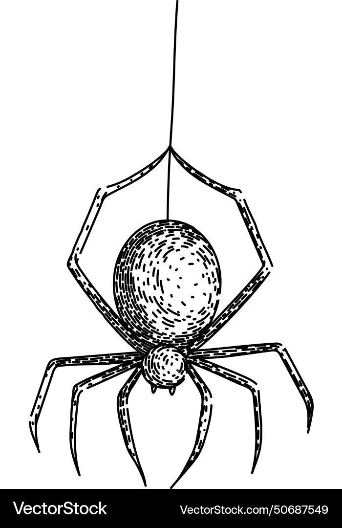 Spider sketch hand drawn Royalty Free Vector Image