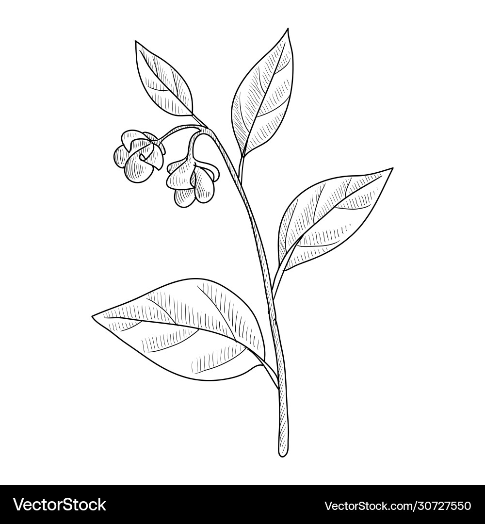 Drawing wahoo Royalty Free Vector Image - VectorStock