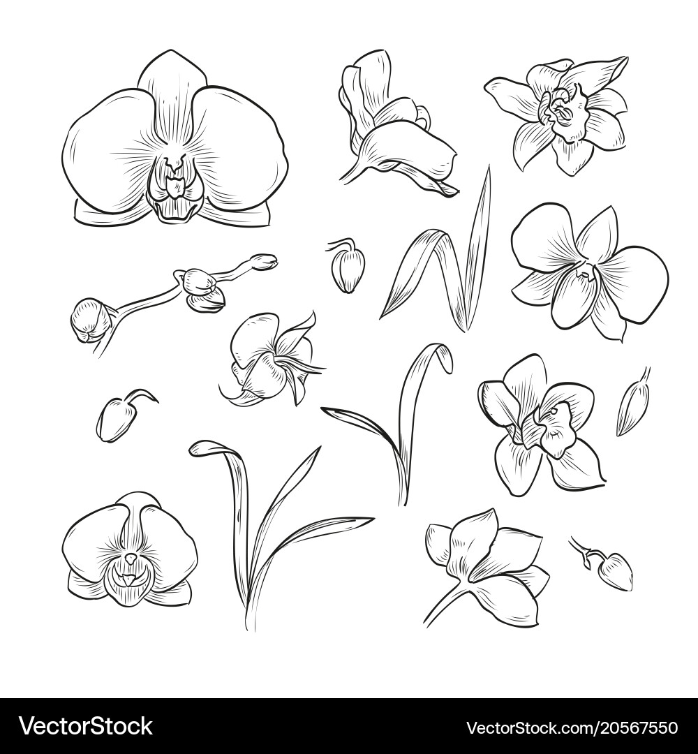 Elegant Orchid Flower Art Royalty Free Vector Image