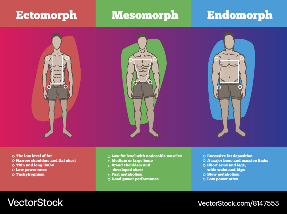 Somatotypes Ektomorph, Endormorph... Was Ist Zu Tun? Welche ...