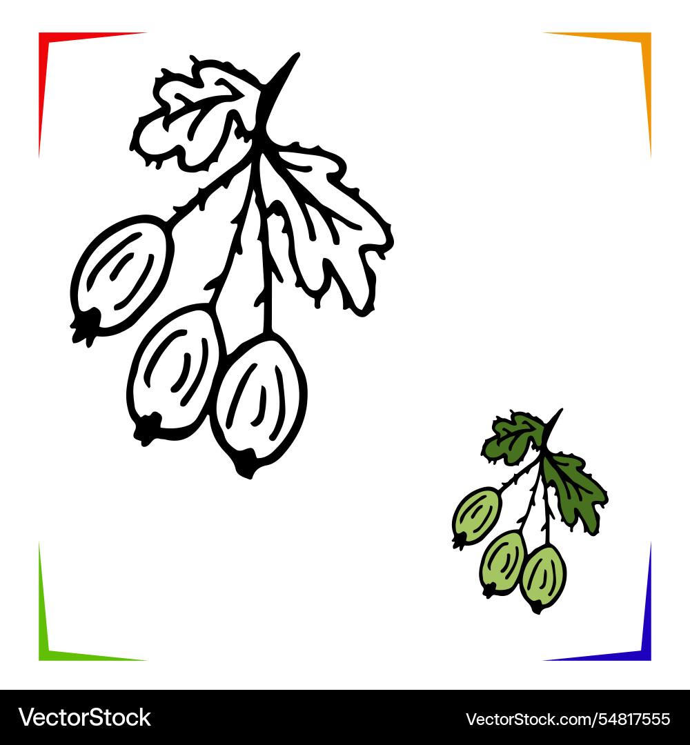 Gooseberry coloring page educational Royalty Free Vector
