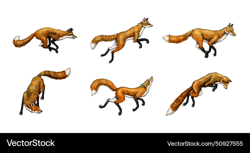 Wild red fox set forest ginger animal flying Vector Image