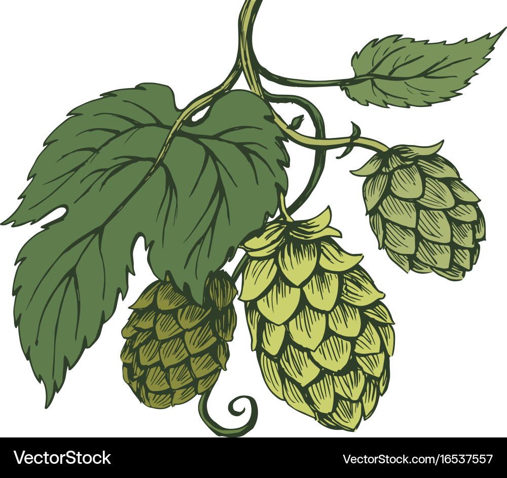 Hops Branch Sketch Royalty Free Vector Image - VectorStock