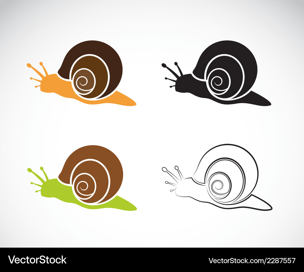 Image of an snail Royalty Free Vector Image - VectorStock