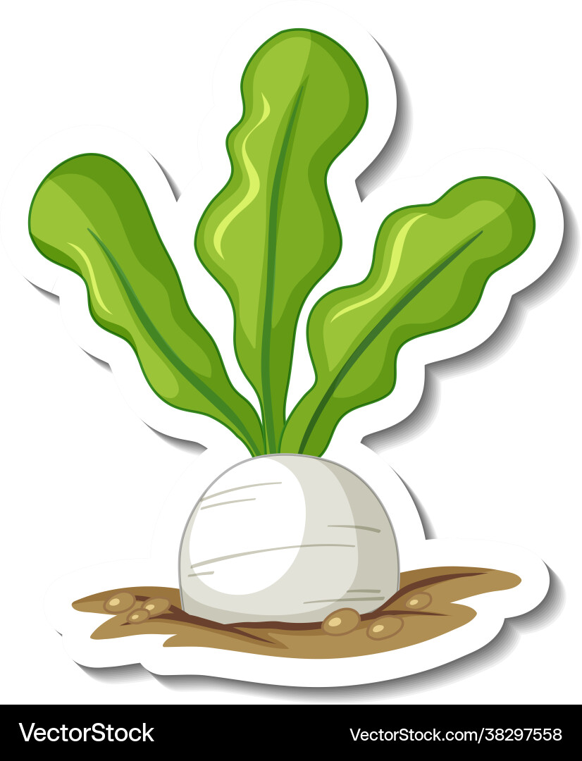 Sticker template with white radish in underground Vector Image