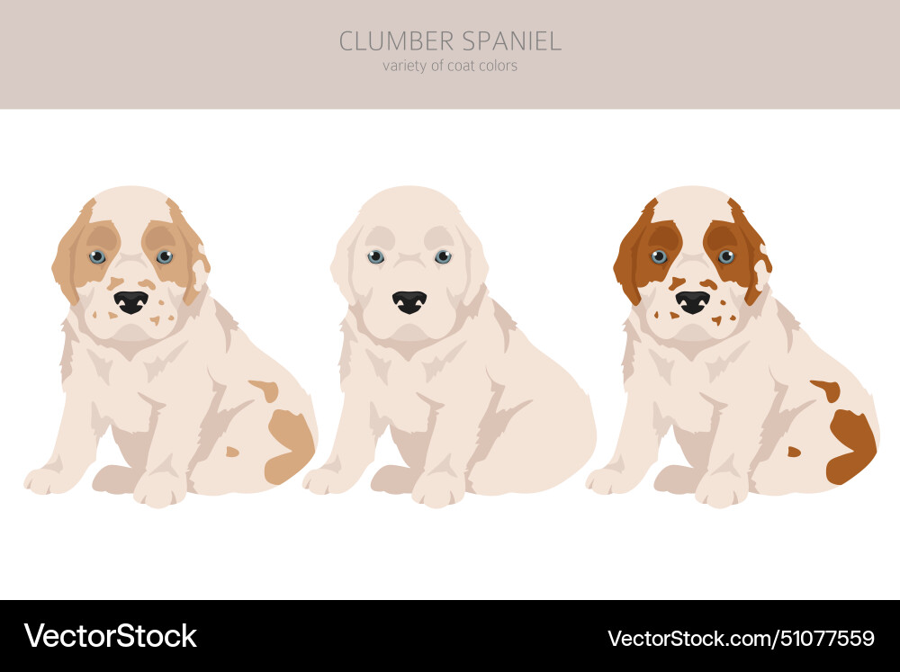 Clumber spaniel puppy clipart different poses Vector Image