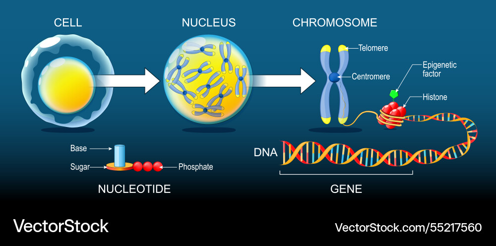 Chromosome Structure & DNA Packaging Vector Image