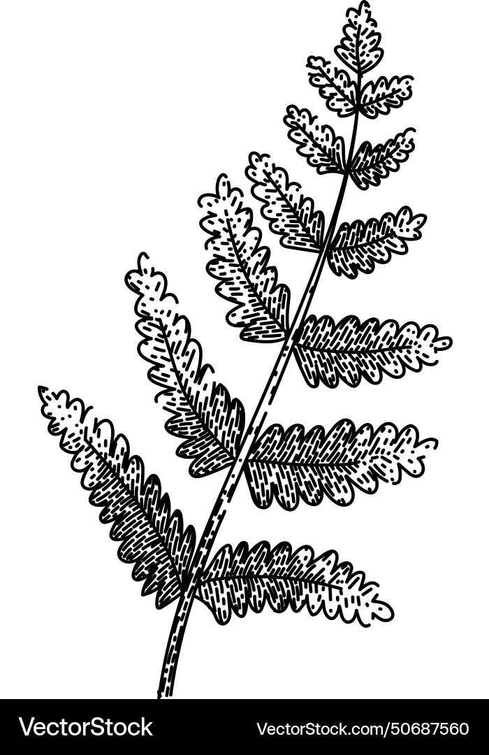 Fern plant tropical leaf sketch hand drawn Vector Image
