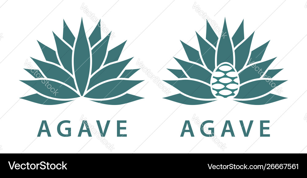 Agave Royalty Free Vector Image - VectorStock