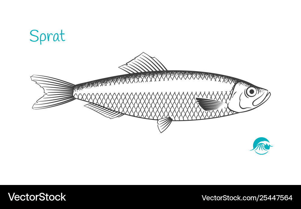 Sprat fish hand-drawn Royalty Free Vector Image