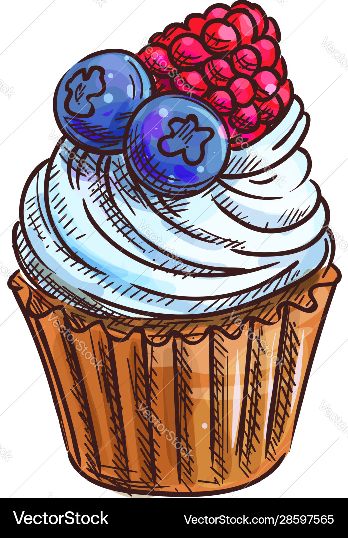 Muffin with blueberries raspberry isolated cupcake