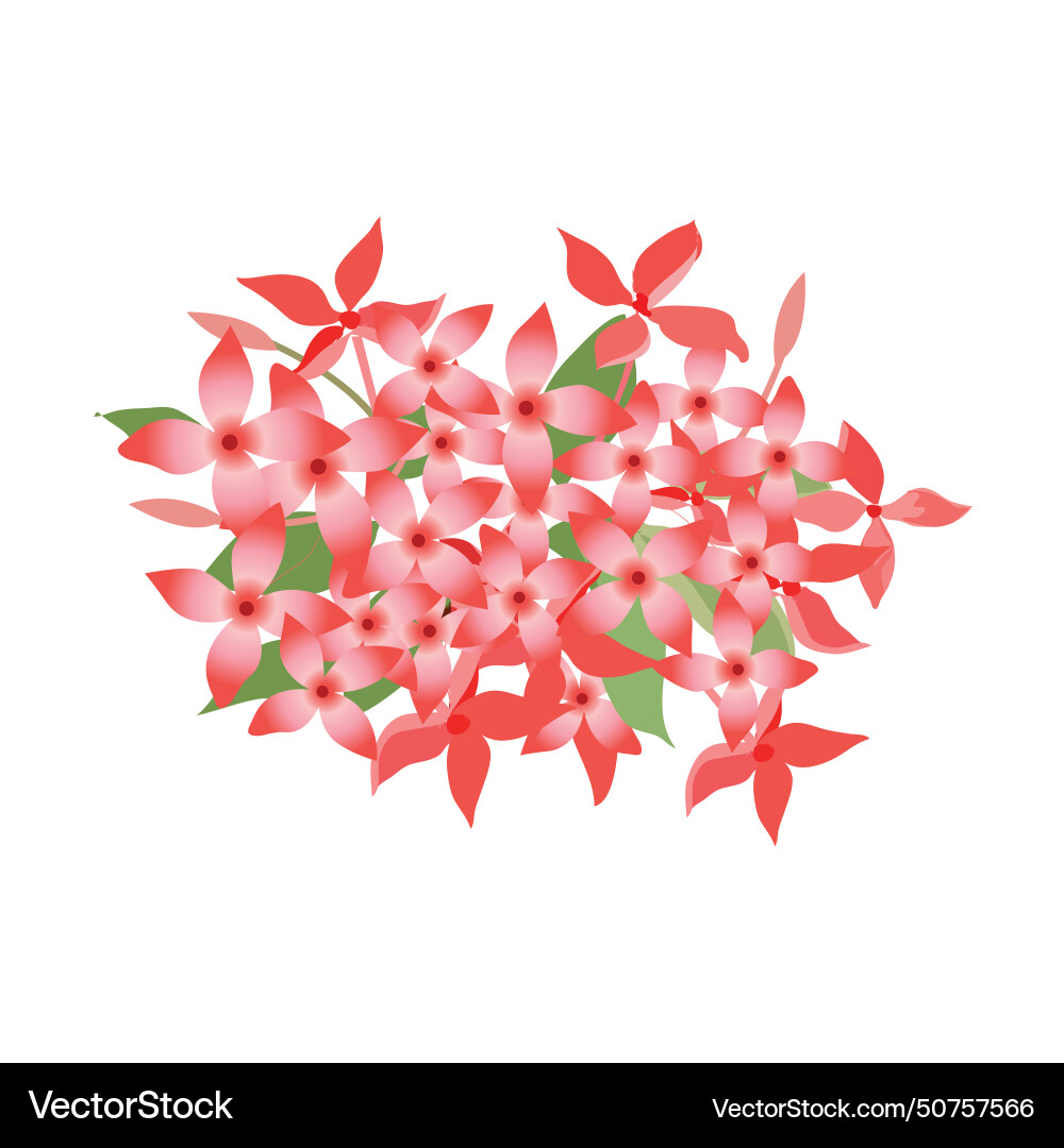 Ixora botanical Royalty Free Vector Image - VectorStock