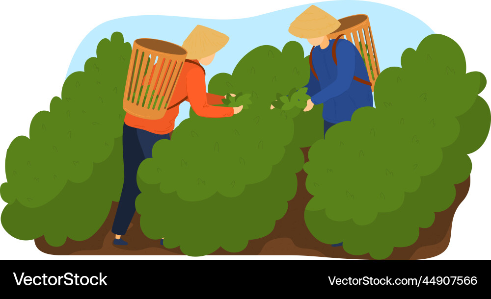 People work at tea plantation agriculture worker Vector Image