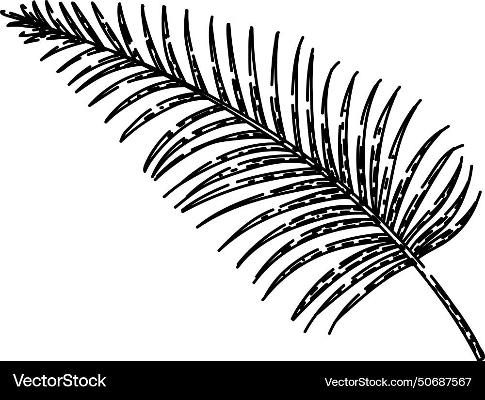 Areca palm tropical leaf sketch hand drawn Vector Image